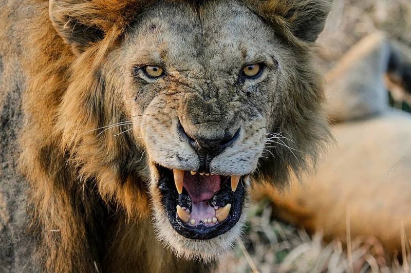 نهاية قصة الأسد المفترس بالمغرب.. هذه هي الحقيقة المفاجئة؟ - أريفينو.نت